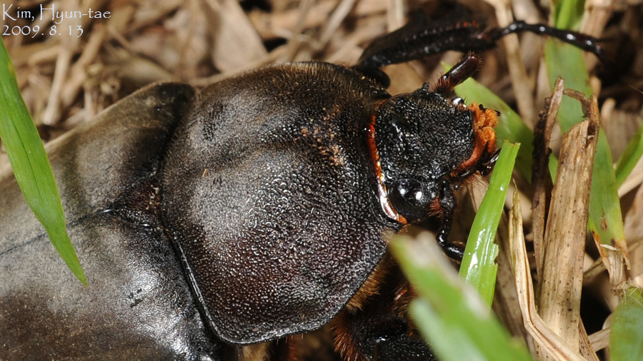 Trypoxylus dichotomus dichotomus from Seogwipo, Jeju, KR on August 13 ...