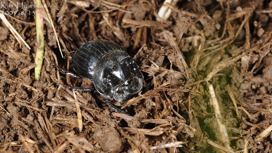 Copris ochus (Motschulsky, 1860)