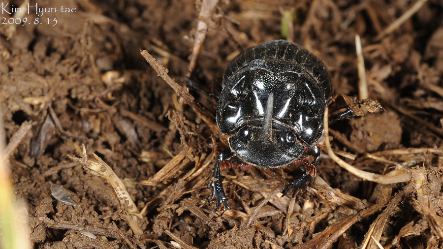 Copris ochus (Motschulsky, 1860)