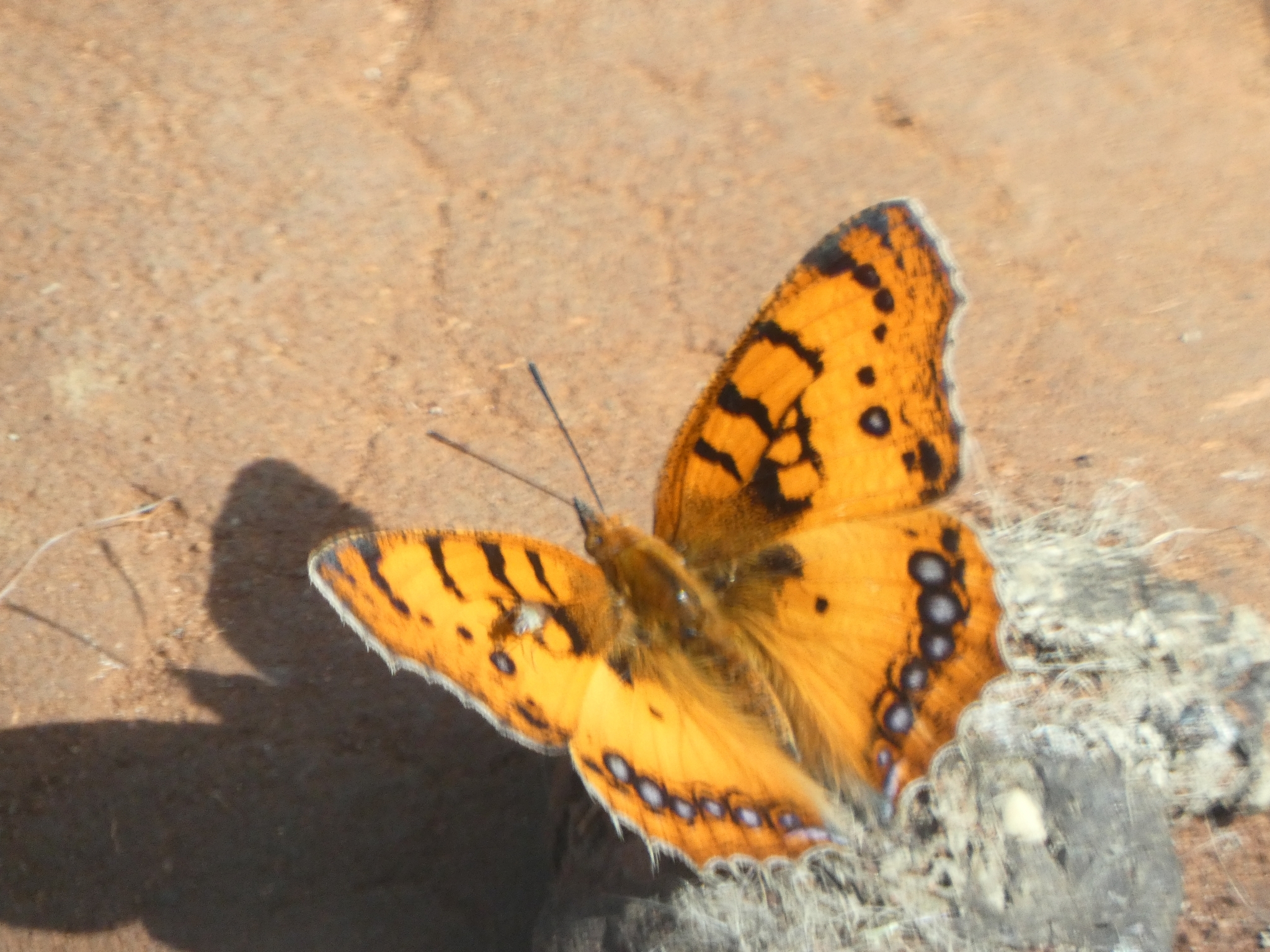 Catacroptera Karsch, 1894