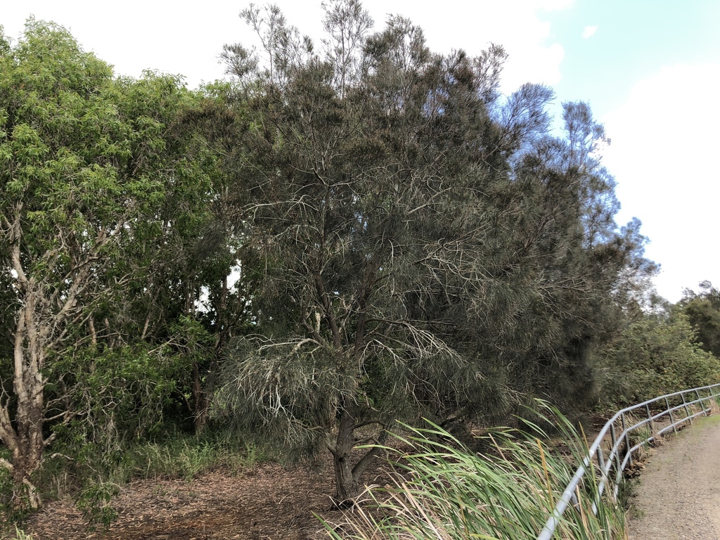 Swamp sheoak from Toombul Road Exit, Northgate, QLD, AU on November 13 ...