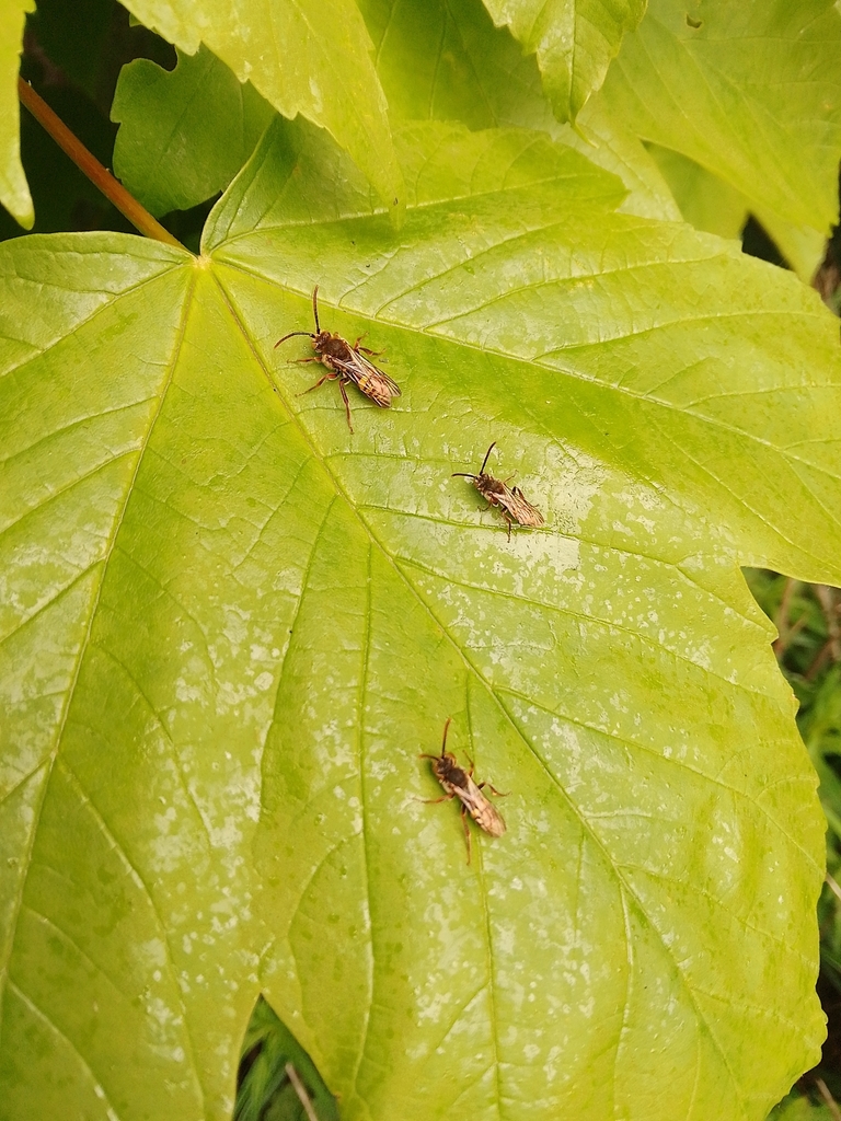 Nomad Bees from Prestongrange Museum, Morrisons Haven, Prestonpans EH32 ...