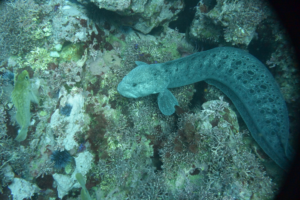 Wolf Eel (Anarrhichthys ocellatus) - Marine Life Identification