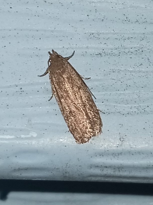 Kyoto Moth from Lumber Bridge, NC 28357, USA on May 15, 2023 at 09:14 ...