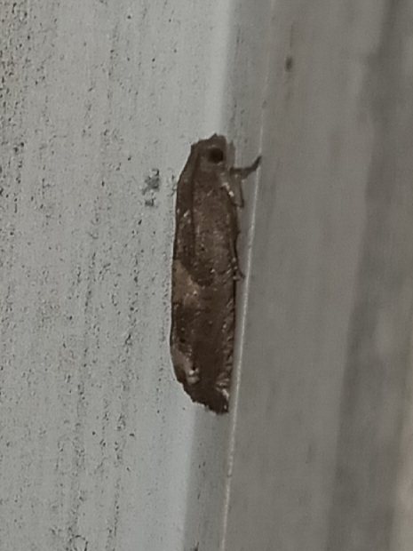 Ragweed Borer Moth from Lumber Bridge, NC 28357, USA on May 15, 2023 at ...