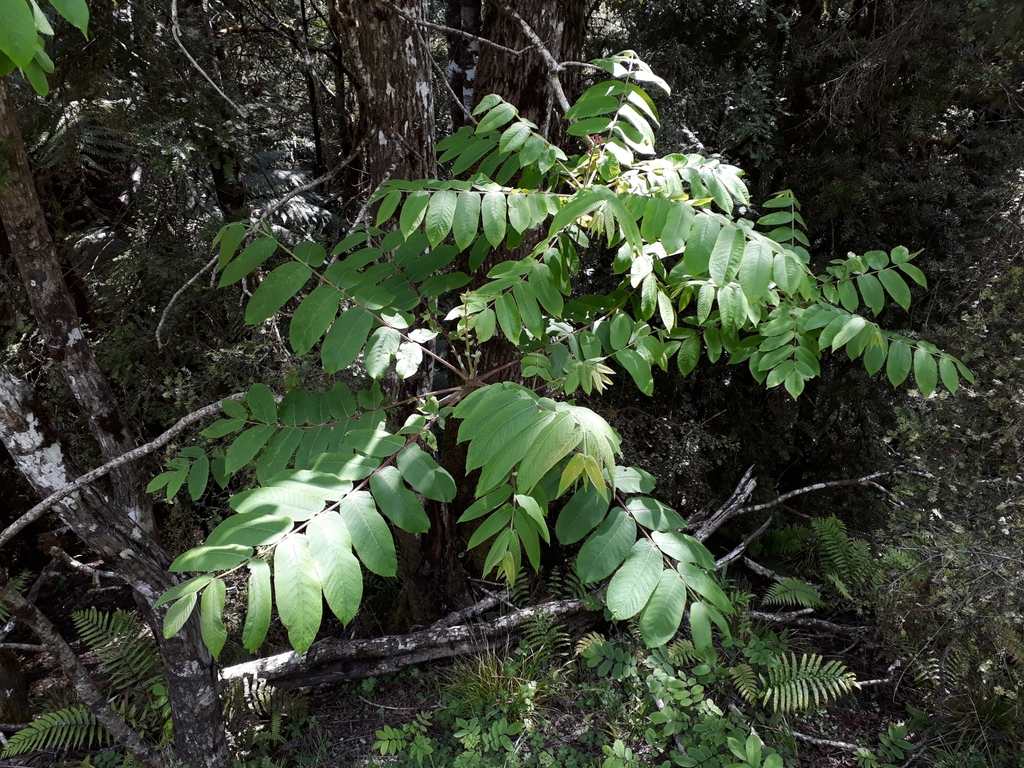 Japanese walnut from Ruapehu, NZ-MW, NZ on November 14, 2018 at 03:14 ...