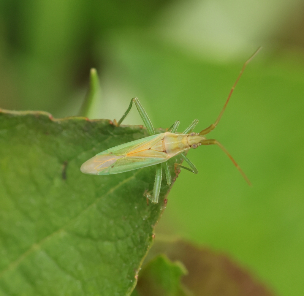 Grass bug from Gonfreville-l'Orcher, France on May 19, 2023 at 08:44 PM ...