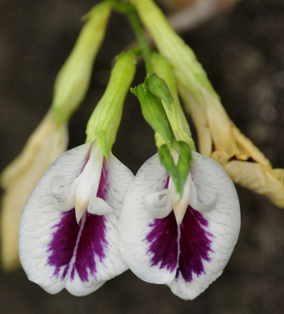 Clitoria monticola from sierra de La Laguna on August 8, 2009 by Steven ...