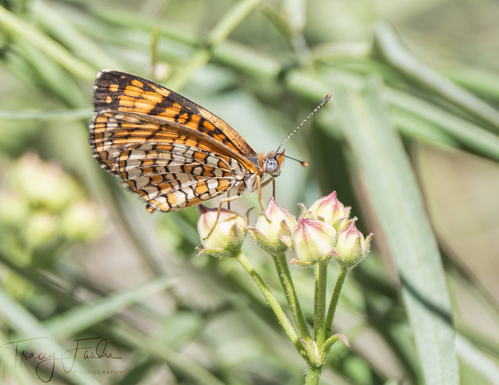 Arizona Checkerspot from Dragoon, AZ 85609, USA on April 28, 2023 at 04 ...