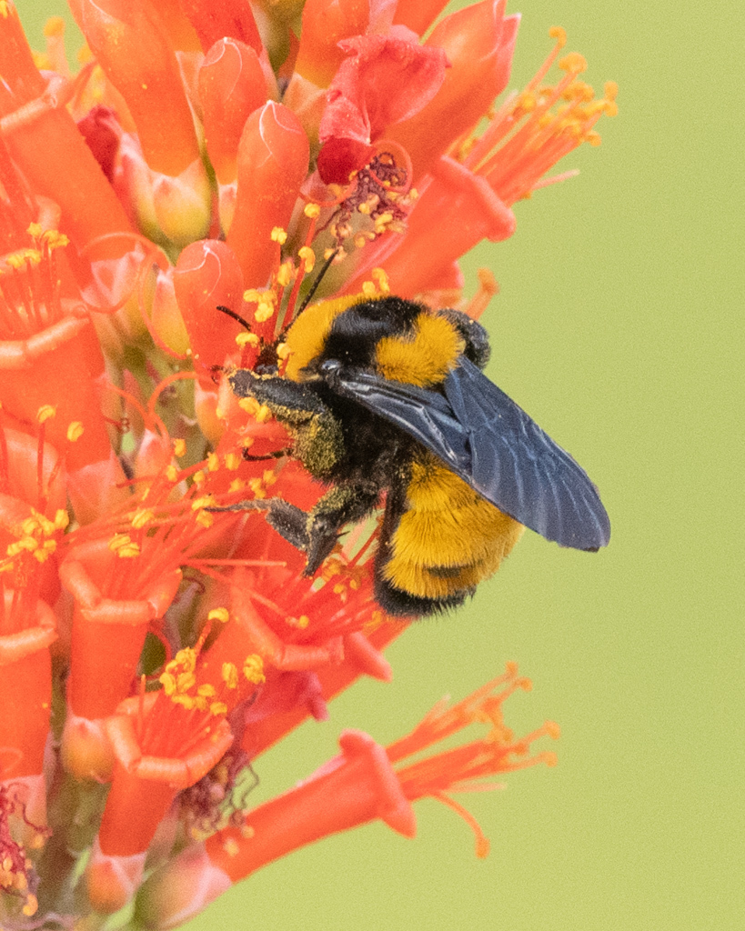 Sonoran Bumble Bee from El Paso, TX, USA on April 28, 2023 at 07:59 AM ...