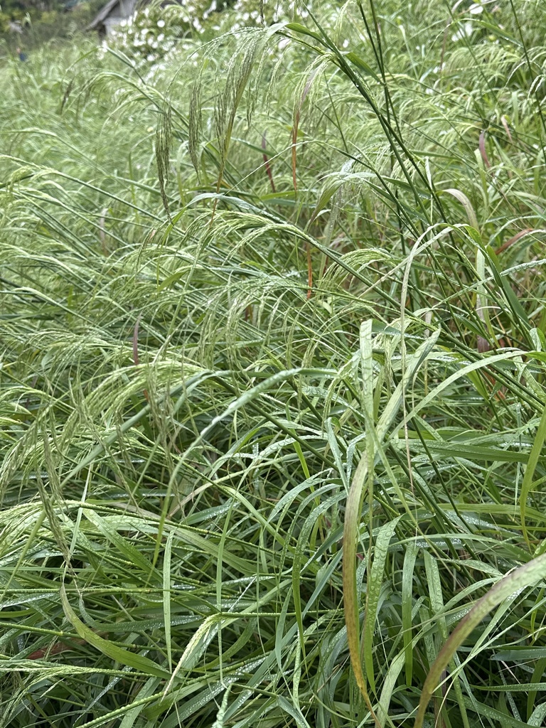 Smilo Grass from Channel Islands National Park, Channel Islands, Santa ...