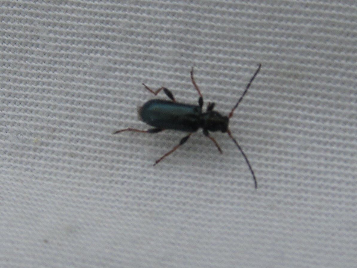 Phymatodes rufipes (Fabricius, 1776)