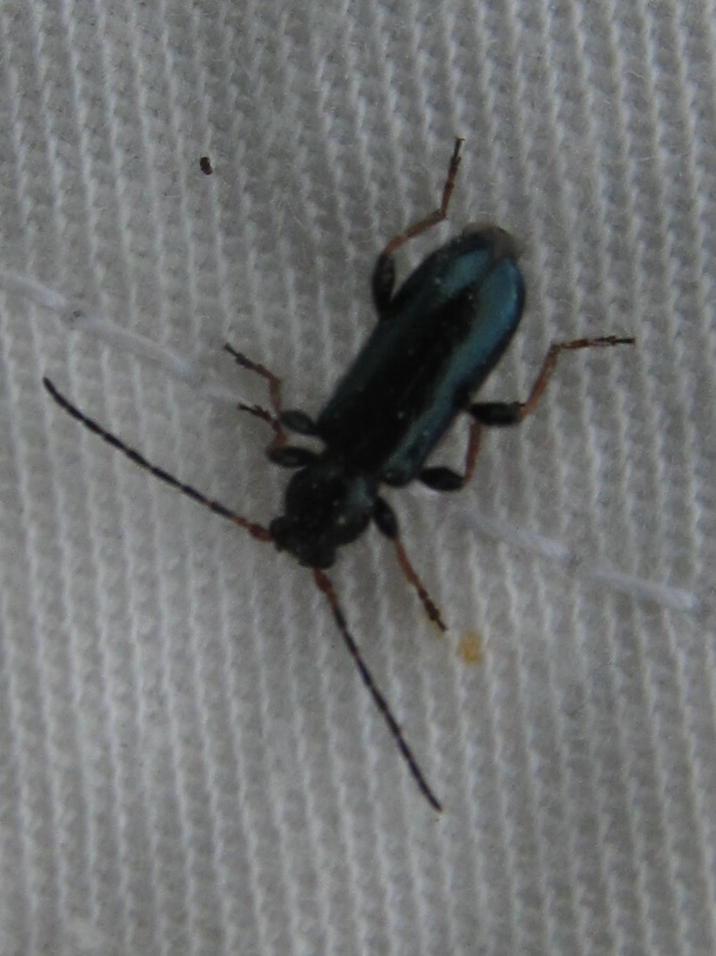 Phymatodes rufipes (Fabricius, 1776)