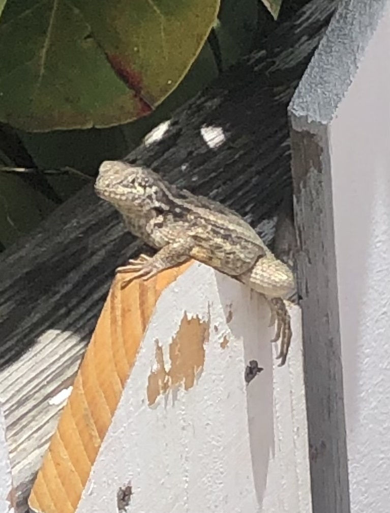 Northern Curly-tailed Lizard from Port Lucaya Marketplace, Freeport, BS ...