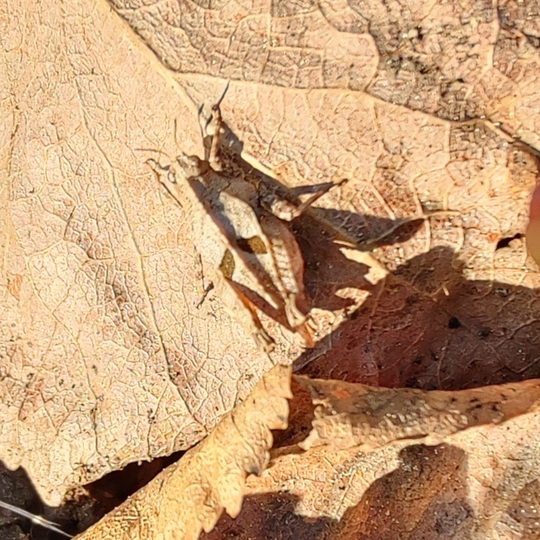 Tetrix bipunctata (Linnaeus, 1758)