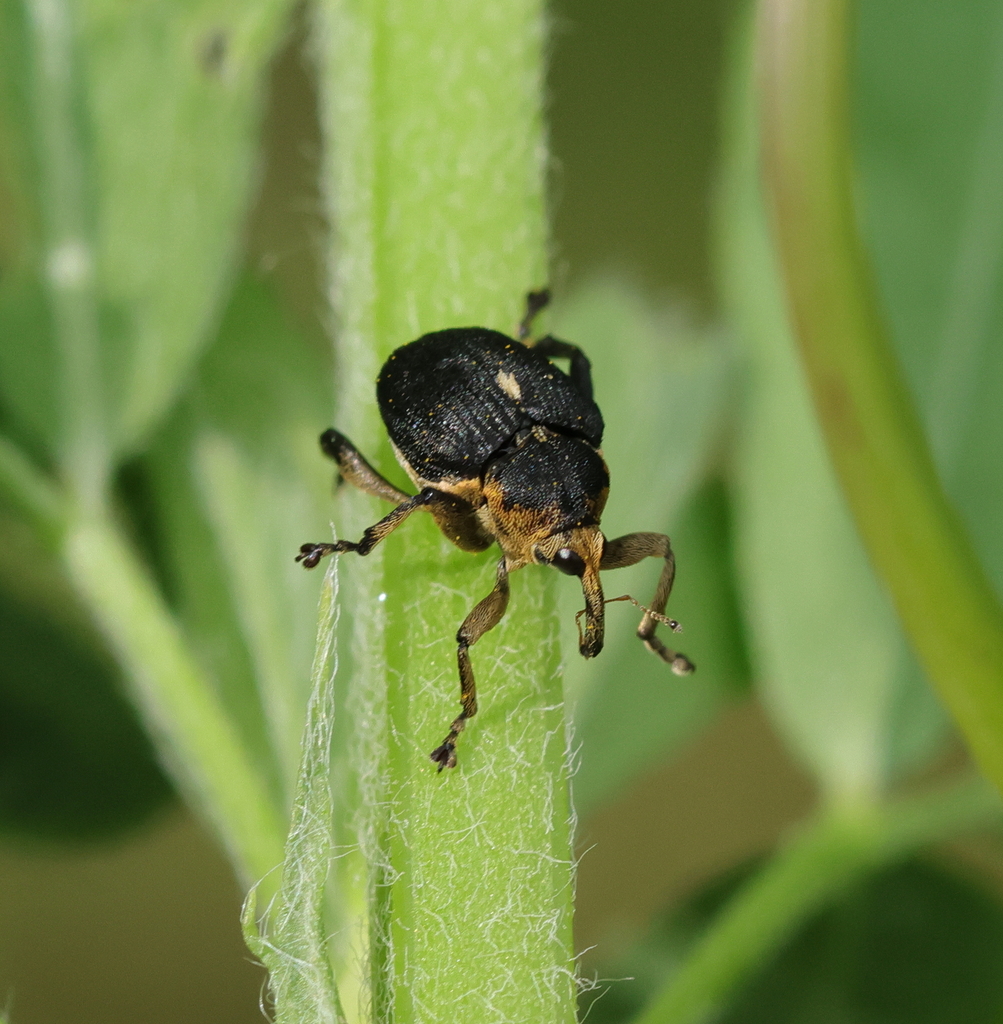 Iris weevil from Gonfreville-l'Orcher, France on May 19, 2023 at 09:05 ...