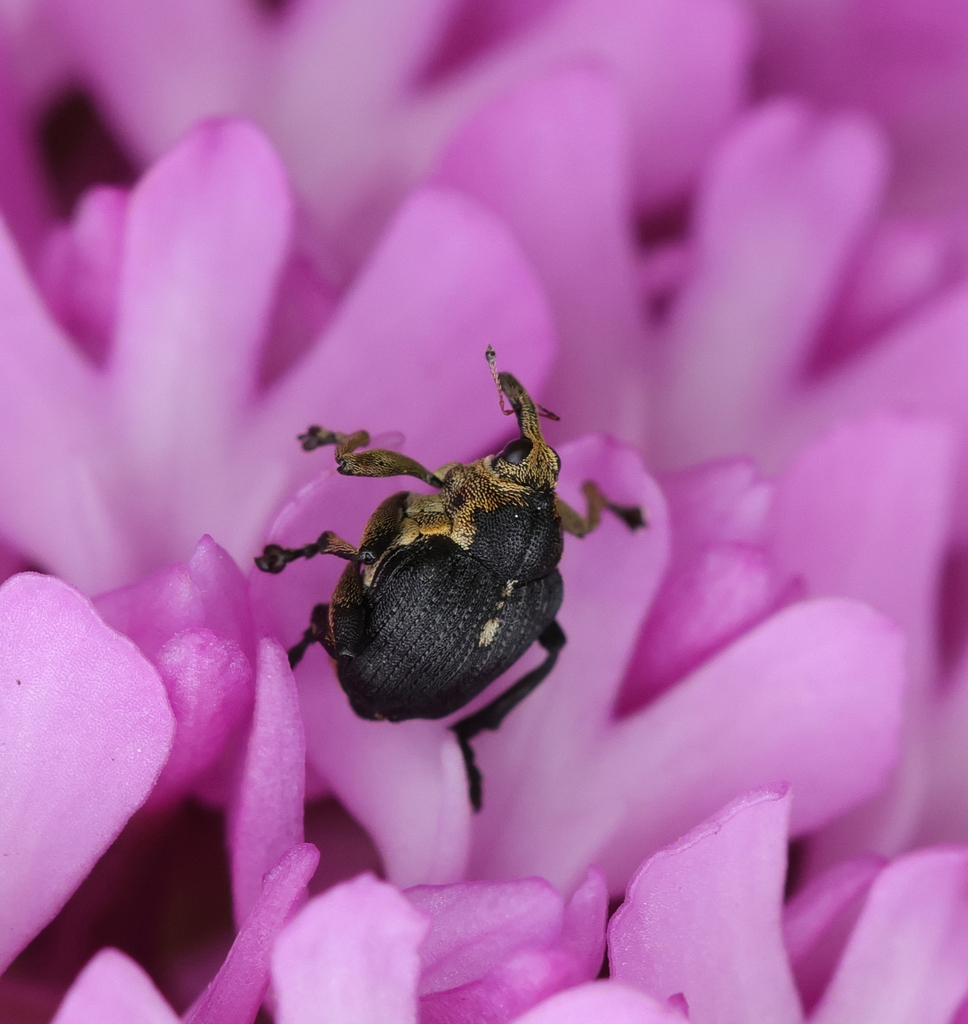 Iris weevil from Gonfreville-l'Orcher, France on May 19, 2023 at 09:06 ...