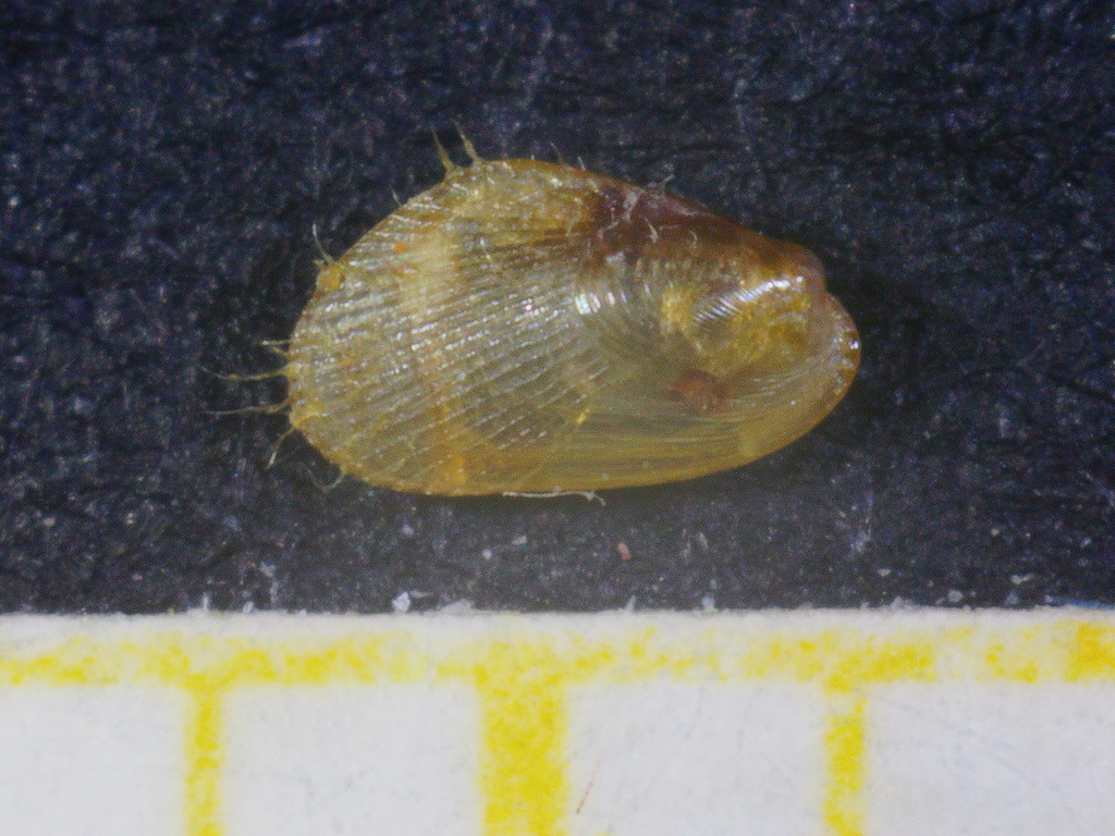 Gregariella semigranata from Central Macedonia, Macedonia and Thrace ...