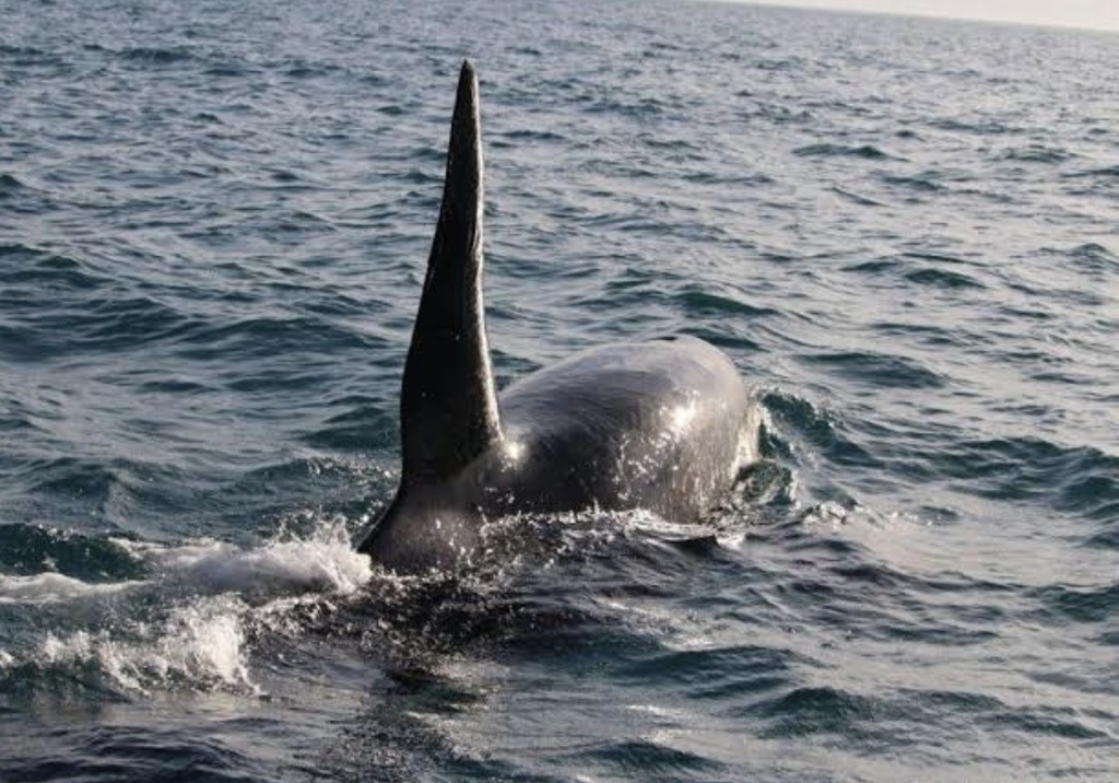 Orca from Oceano Atlântico, RJ, BR on July 23, 2013 at 04:17 PM by ...