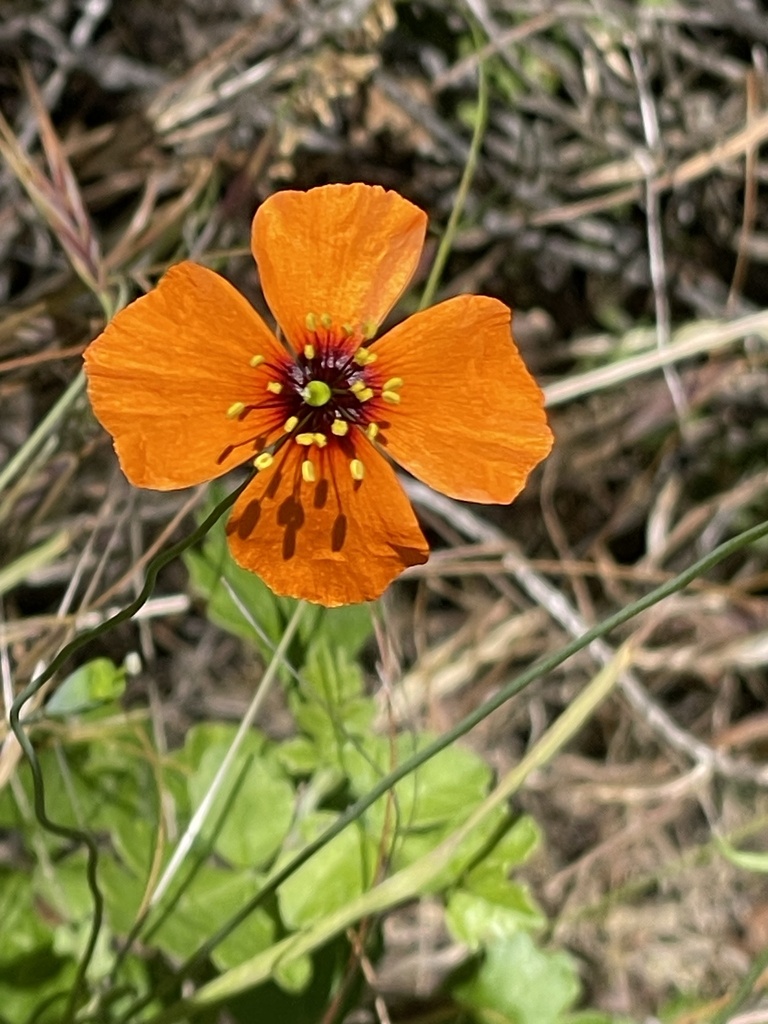 wind poppy from Mount Diablo State Park, Clayton, CA, US on May 19 ...