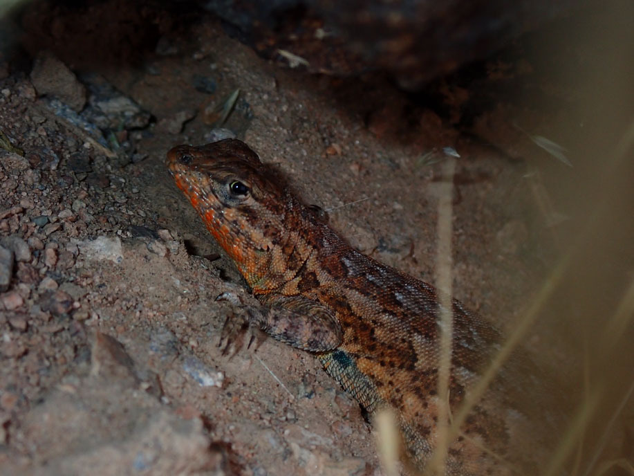 Common Side-blotched Lizard from San Bernardino, California, United ...