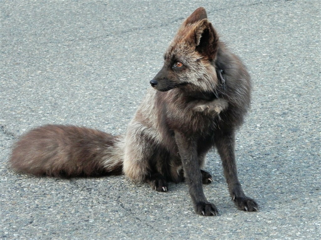 Cascade Red Fox in July 2012 by Scott Flamand · iNaturalist