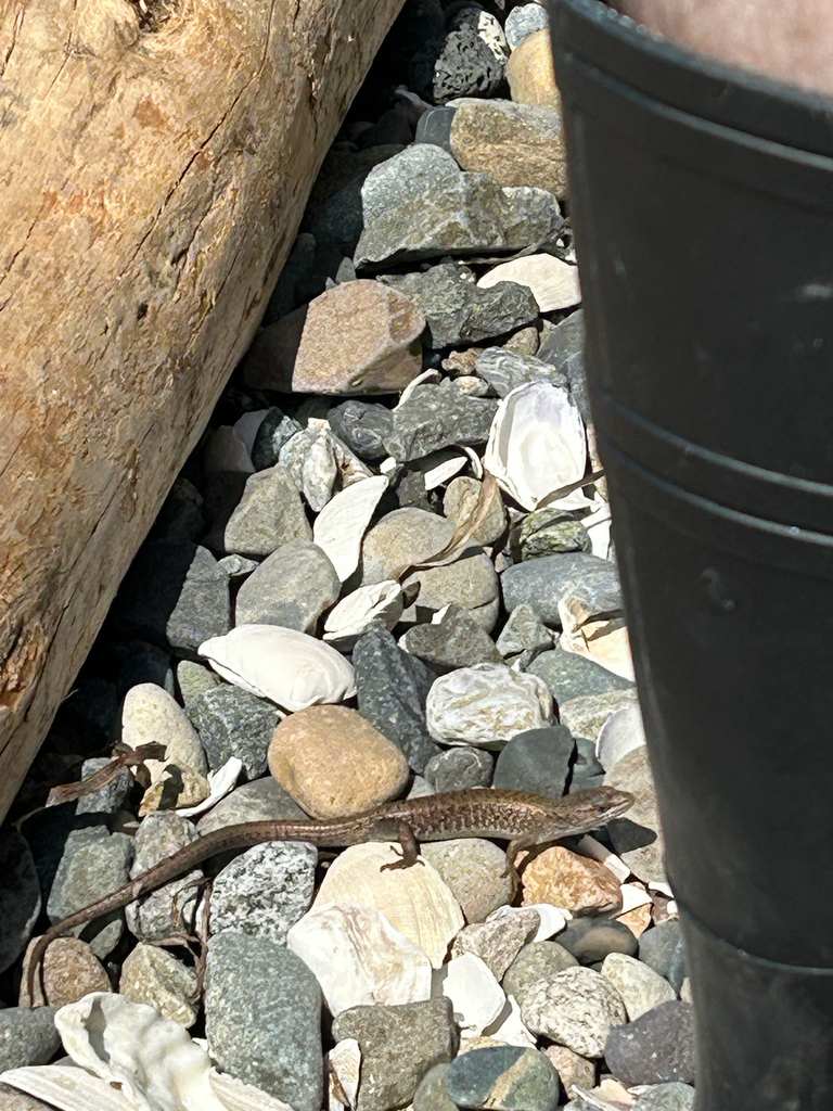 Northern Alligator Lizard from Crescent Beach, Surrey, BC, CA on May 19 ...