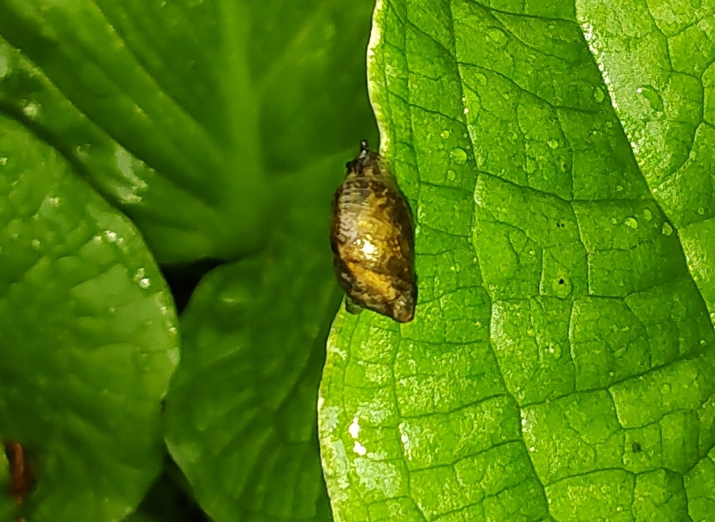 Amber Snails from Riverside, MI, USA on May 19, 2023 at 03:53 PM by ...