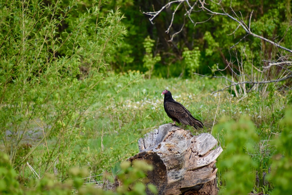 Turkey Vulture from Rosemère, QC, Canada on May 19, 2023 at 07:31 AM by ...