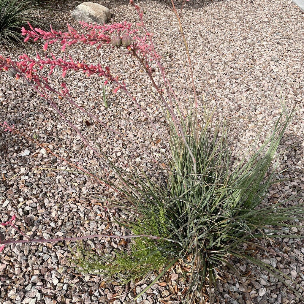 red yucca from St. Mary's Medical Park, Tucson, AZ 85745, USA on May 18 ...