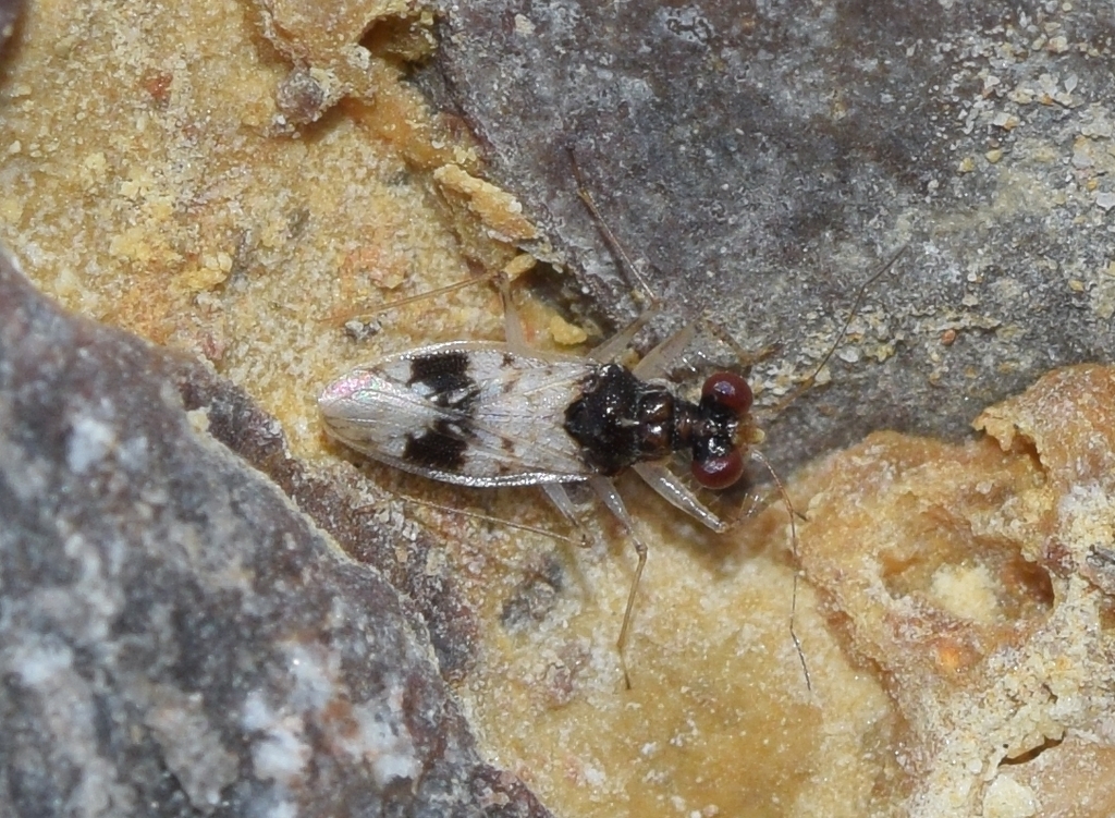 Leptopus hispanus from Almería, España on May 19, 2023 at 09:22 AM by ...