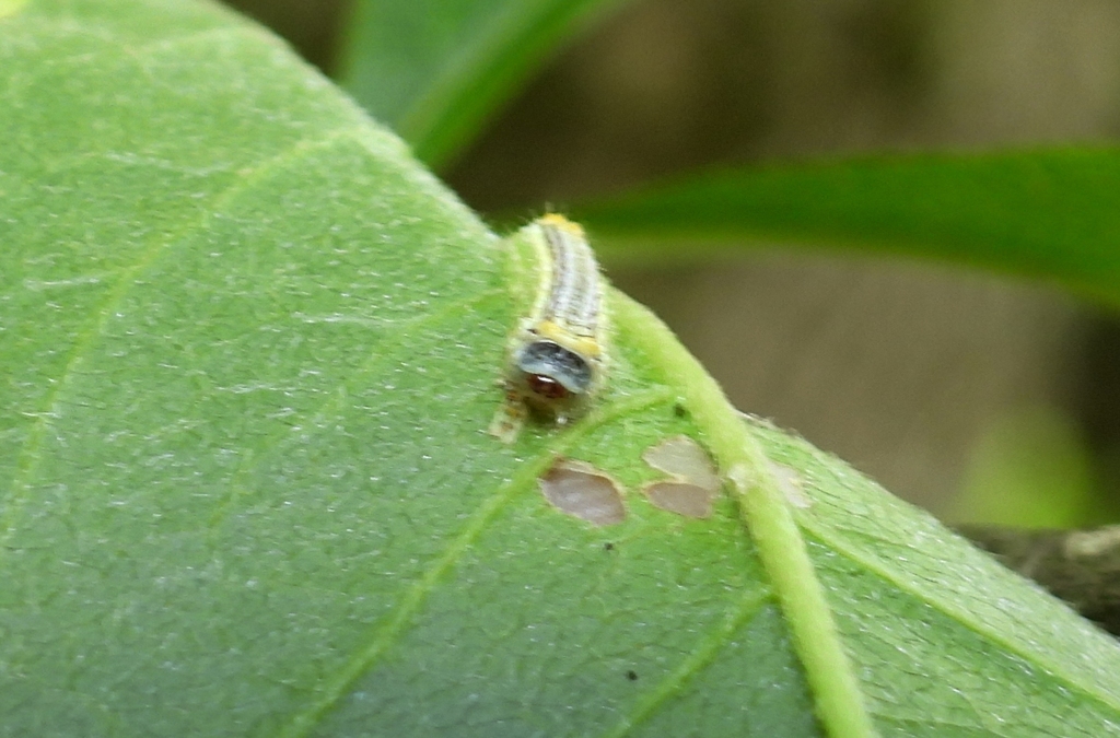 Bumelia Leafworm Moth from Putnam County, TN, USA on May 19, 2023 at 01 ...