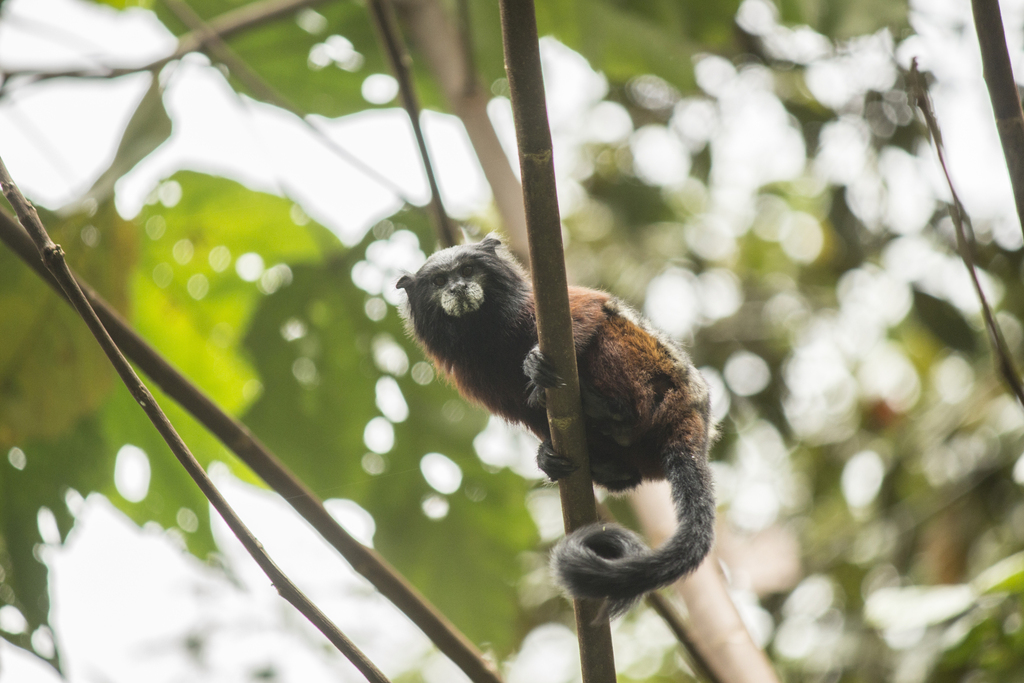 Red-mantle Saddle-back Tamarin from Mera, Ecuador on January 28, 2018 ...