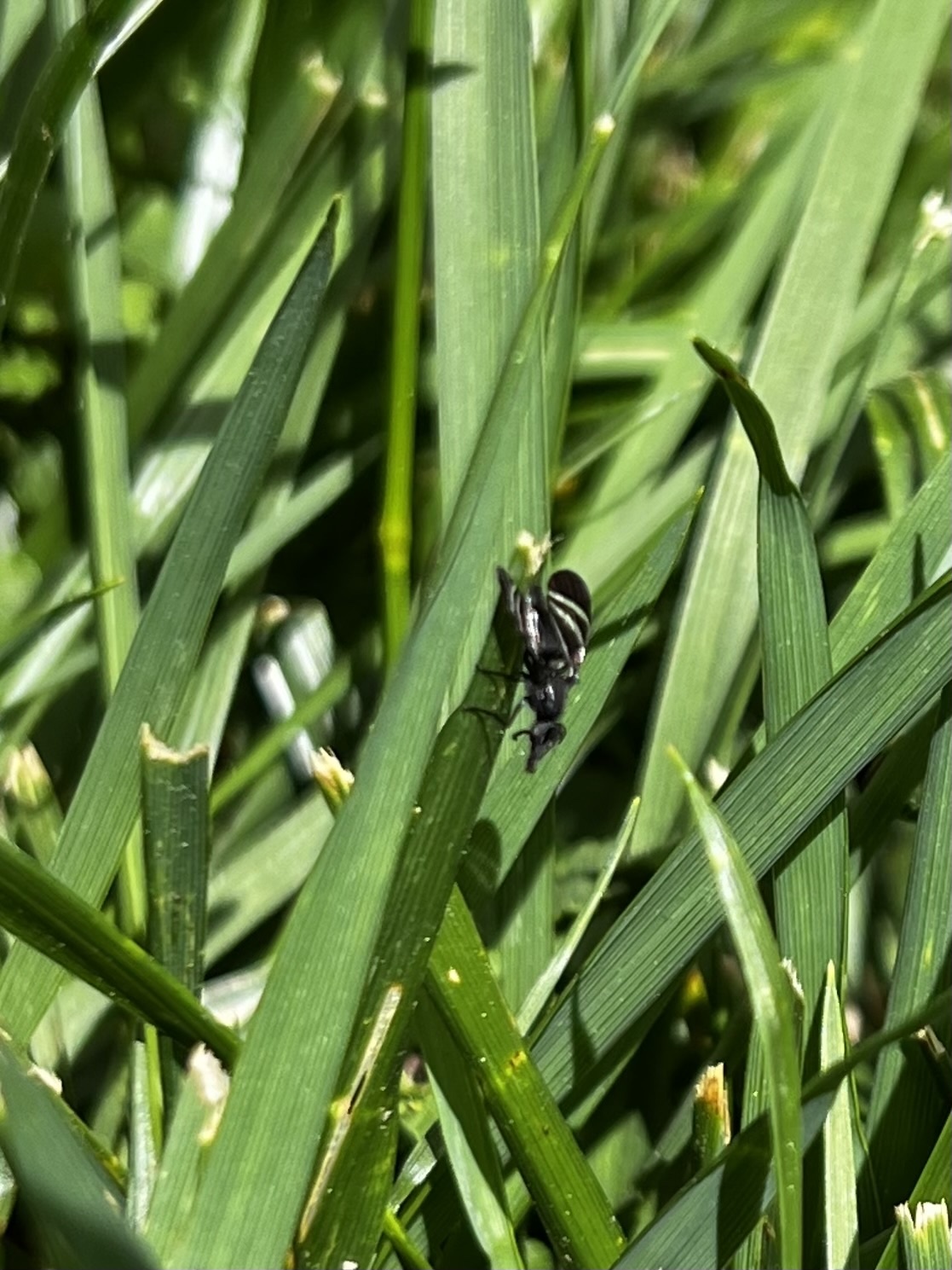 Tritoxa flexa (Wiedemann, 1830)