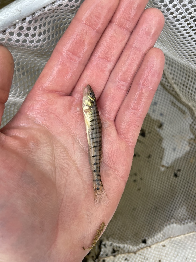 Common Logperch in May 2023 by Tucker Cavanaugh · iNaturalist