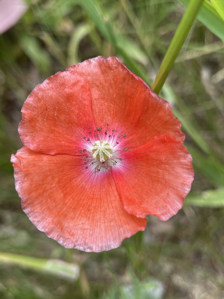 common poppy from Central Ave, Riverside, CA, US on May 19, 2023 at 01: ...