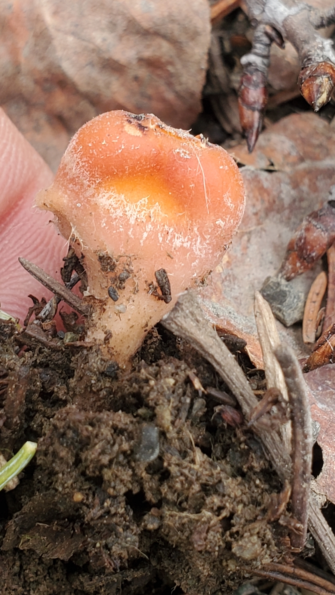 Microstoma protractum (Fr.) Kanouse
