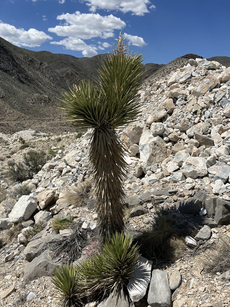 Joshua Tree from Piper Mountain Wilderness, Big Pine, CA, US on May 17 ...