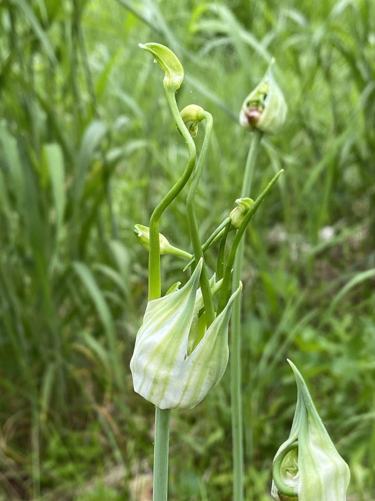 Canadian Meadow garlic from John Mosby Hwy, Aldie, VA, US on May 19 ...