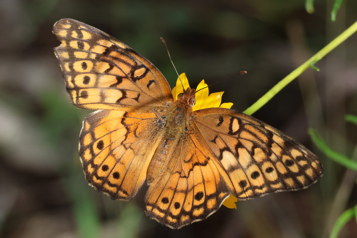 Variegated Fritillary from Edwards County, TX, USA on May 17, 2023 at ...