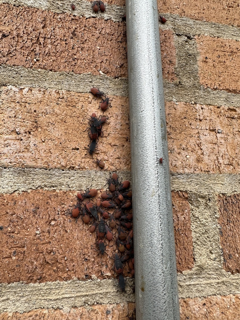 Red-shouldered Bug from UC Riverside, Riverside, CA, US on May 19, 2023 ...