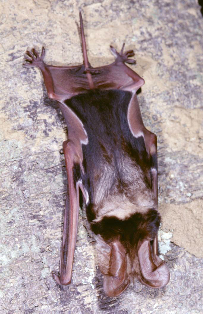 Otomops martiensseni (Matschie, 1897)