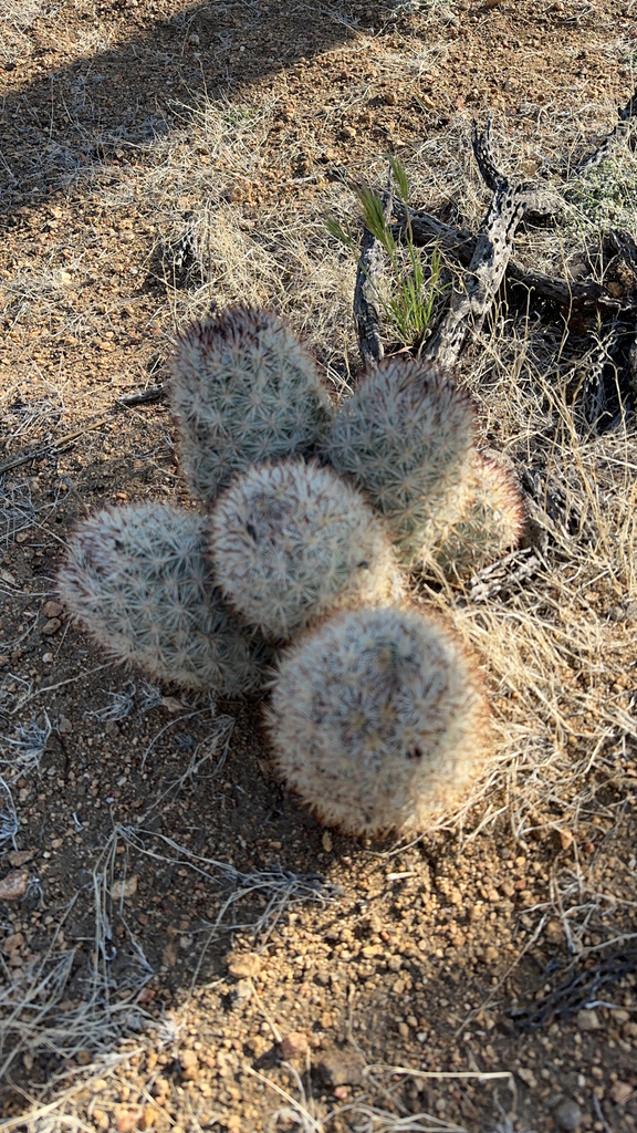 Cushion Foxtail Cactus from Joshua Tree National Park, Riverside County ...