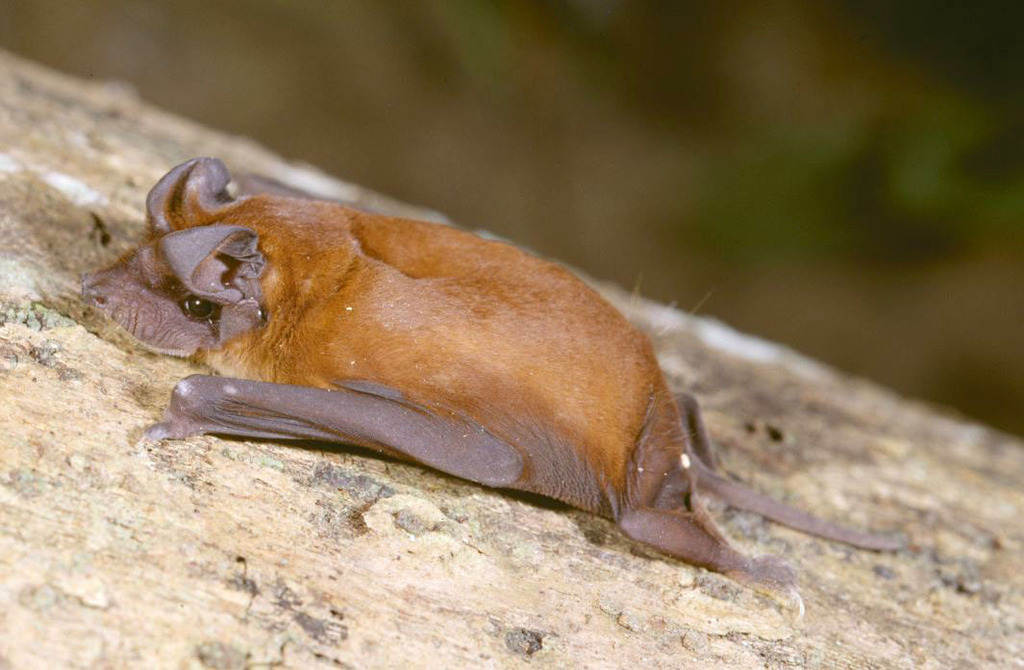 Spurrell's free-tailed bat (Bats of Guinea) · iNaturalist