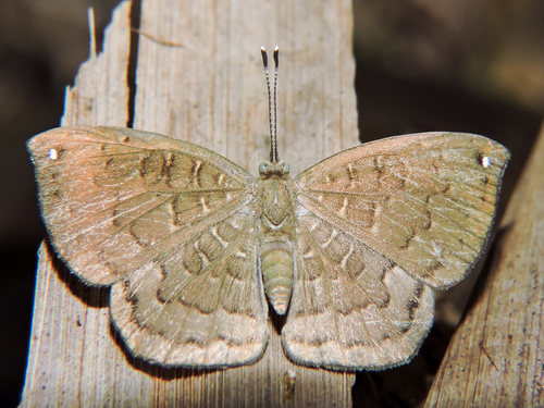 Napaea umbra · iNaturalist Mexico