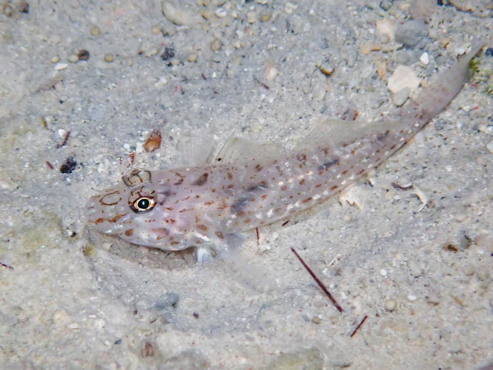Fusigobius neophytus (Günther, 1877)