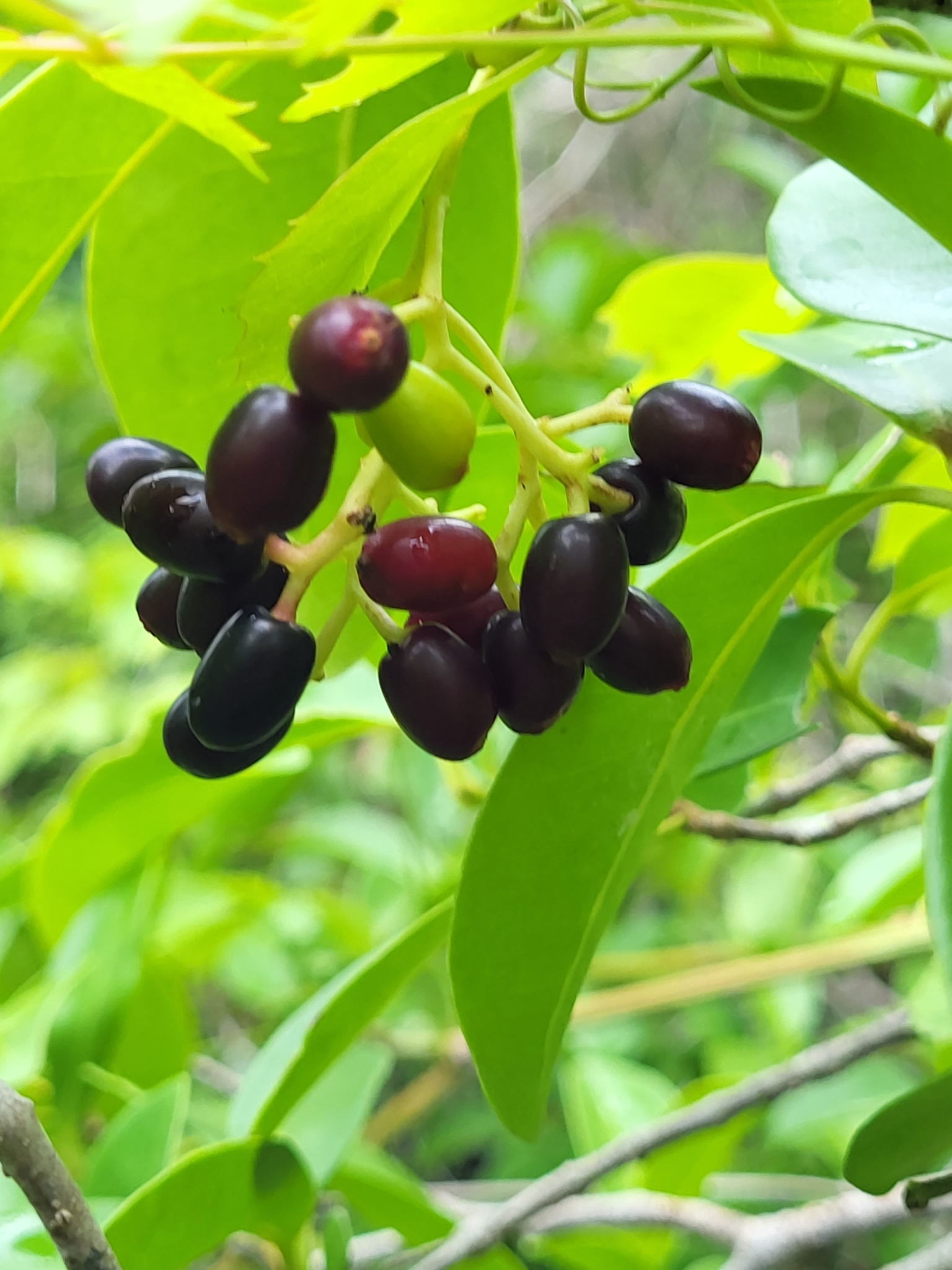 Guapira fragrans (Dum.Cours.) Little