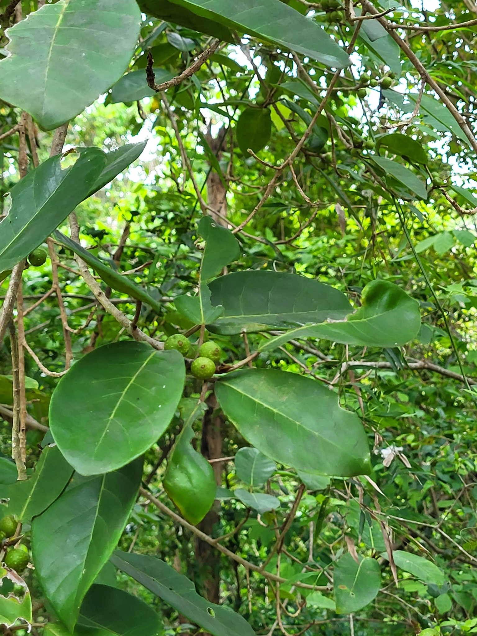 Ficus trigonata L.