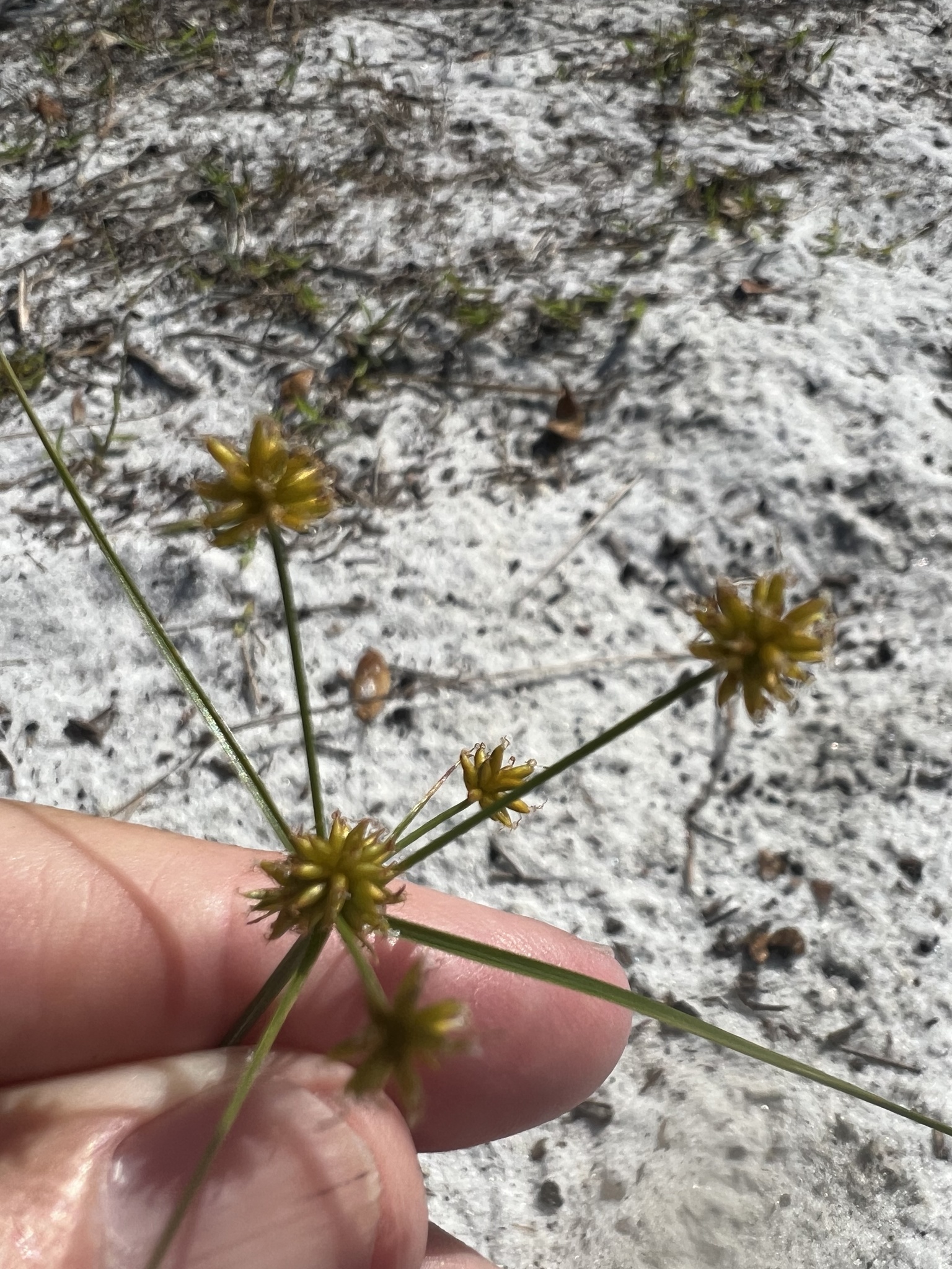 Cyperus retrorsus Chapm.