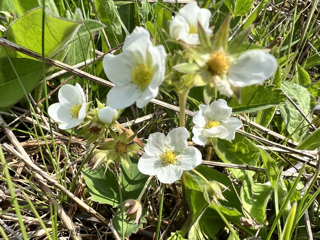 Virginia strawberry from Brookside Junior High, Halifax, NS, CA on May ...